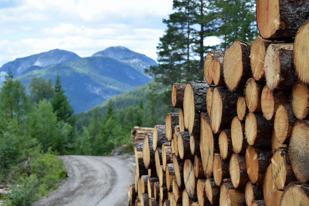 Hogsten tas opp igjen i Telemark - FramTre