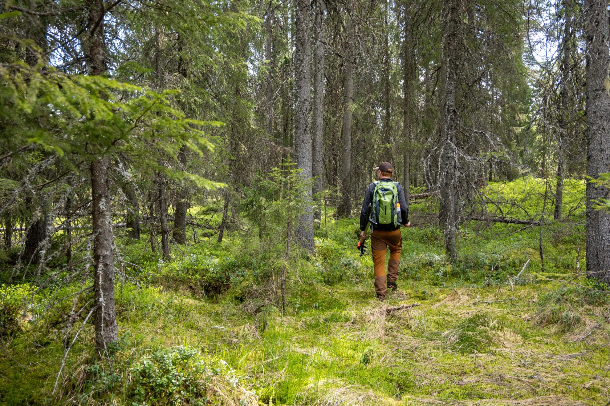 På jakt etter skogens verdier - FramTre